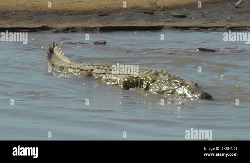 Crocodylusniloticus Stock Videos & Footage - HD and 4K Video Clips - Alamy