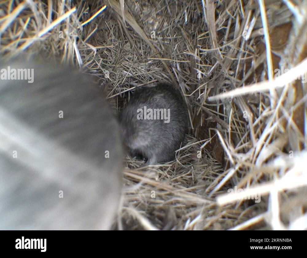 Voles Stock Videos & Footage - HD and 4K Video Clips - Alamy