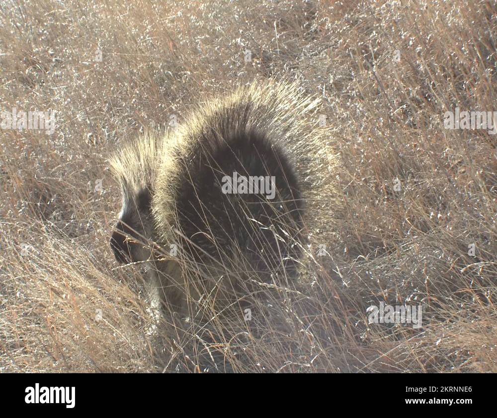 North american porcupine quills Stock Videos & Footage - HD and 4K ...