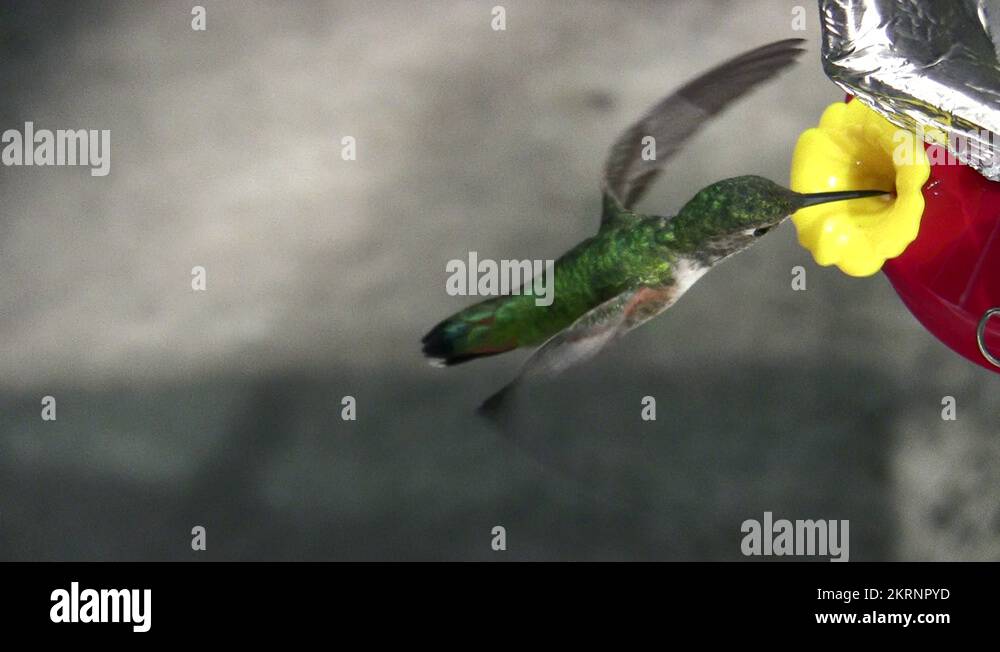 Allen's Hummingbird female at feeder shaded cool top view Stock Video ...