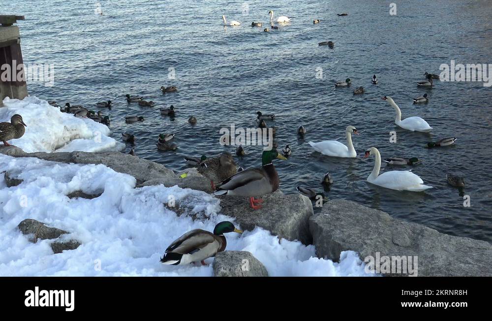 Waterbirds of Lake Ontario in winter, 4k wildlife footage Stock Video ...
