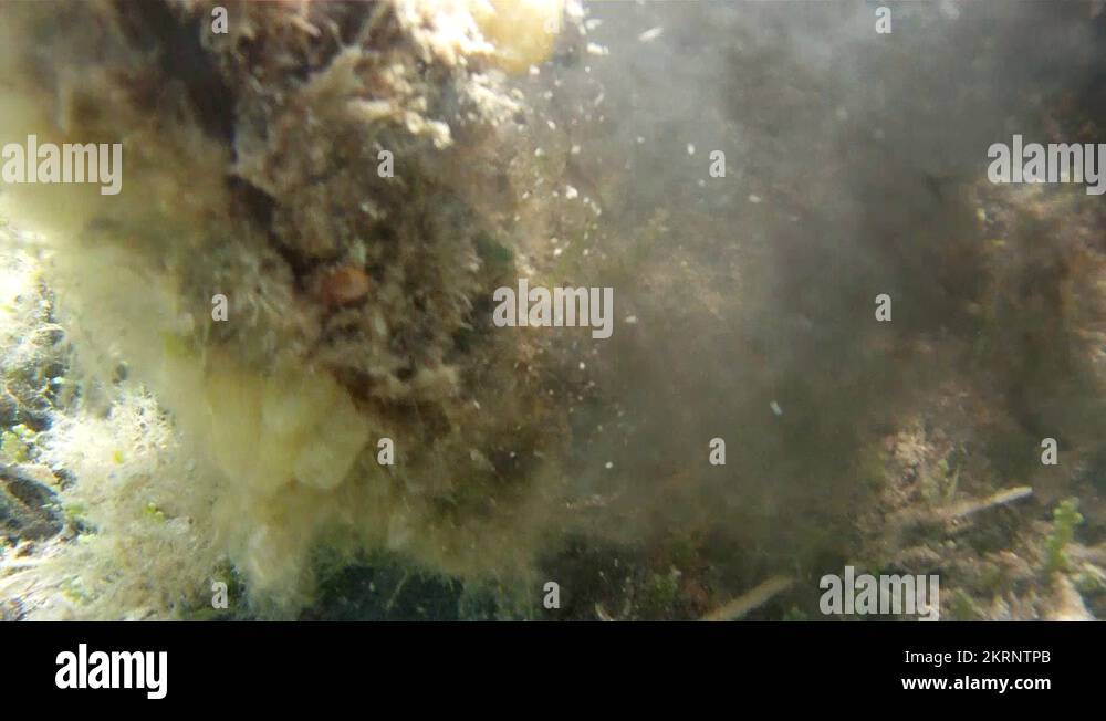 Octopus water ink Stock Videos & Footage - HD and 4K Video Clips - Alamy