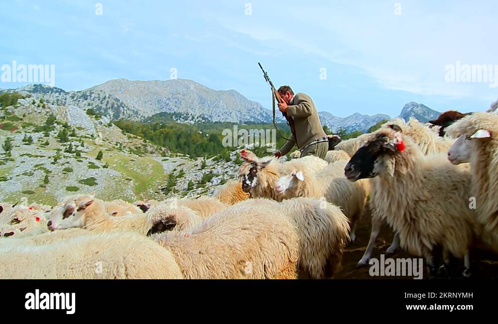Wolf hunting sheep Stock Videos & Footage - HD and 4K Video Clips - Alamy