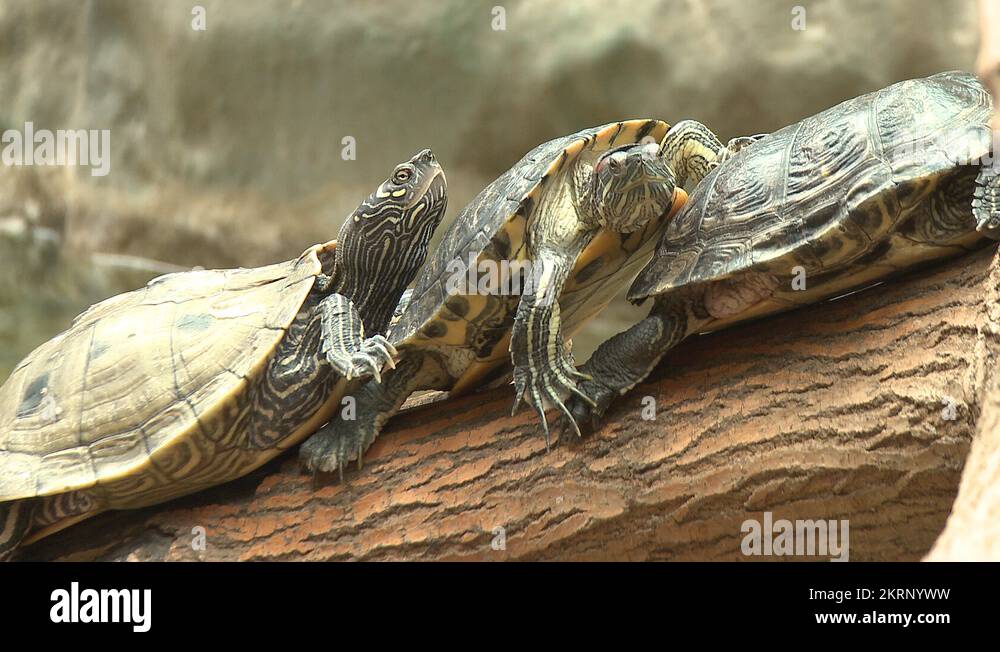 Red Eared Slider Turtle Shell Stock Videos And Footage Hd And 4k Video