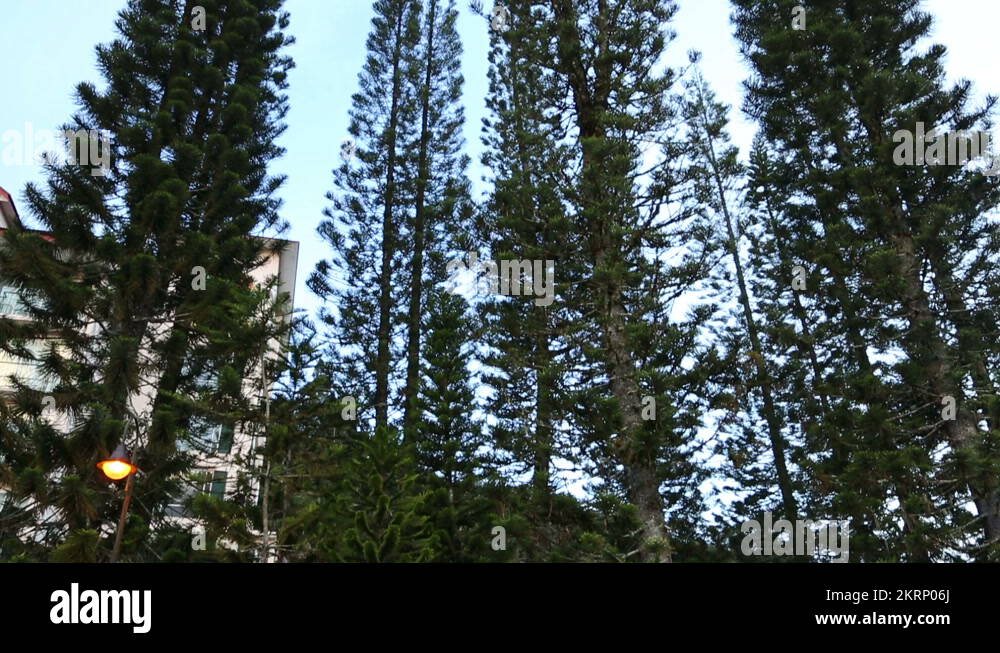 Rata tree Stock Videos & Footage - HD and 4K Video Clips - Alamy
