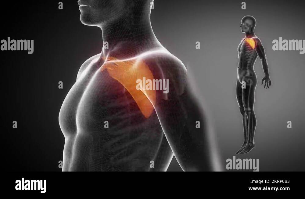 SCAPULA bone skeleton x-ray scan in black Stock Video Footage - Alamy