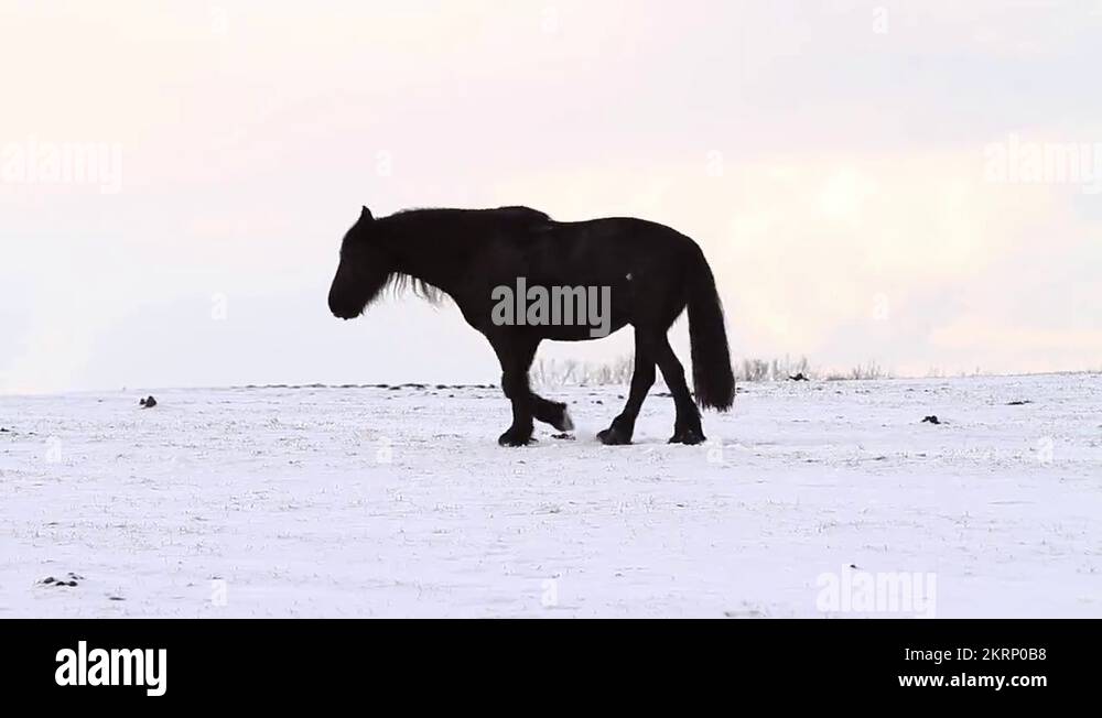 Friesian horse snow Stock Videos & Footage - HD and 4K Video Clips - Alamy