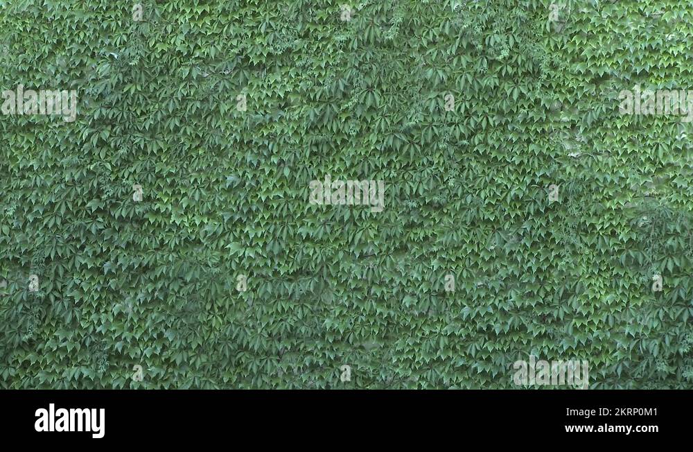 Green wall of leaves Stock Videos & Footage - HD and 4K Video Clips - Alamy