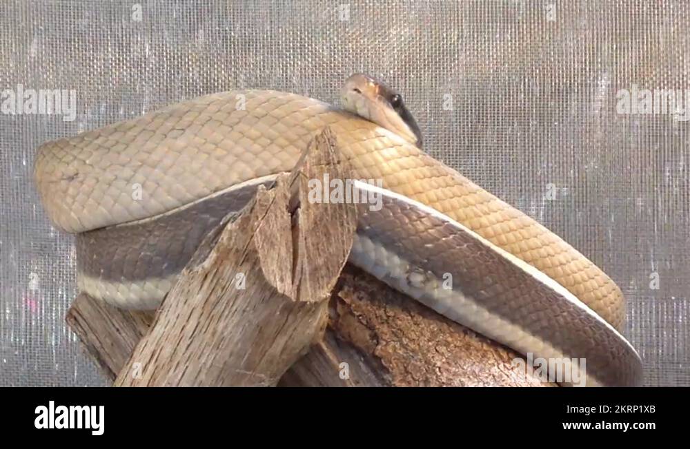 Cave snake Stock Videos & Footage - HD and 4K Video Clips - Alamy