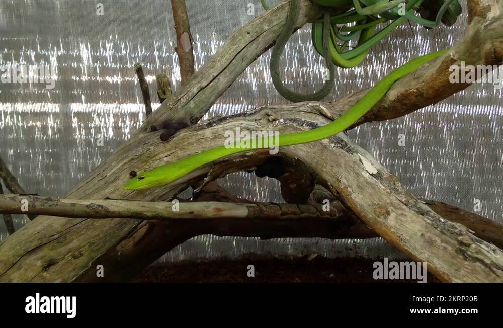 Long nosed snake Stock Videos & Footage - HD and 4K Video Clips - Alamy