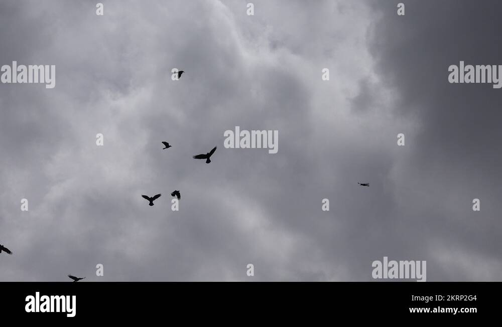 4k Flock of Crows Flying on Cloudy Sky, Ravens in Flight, Birds in Air ...