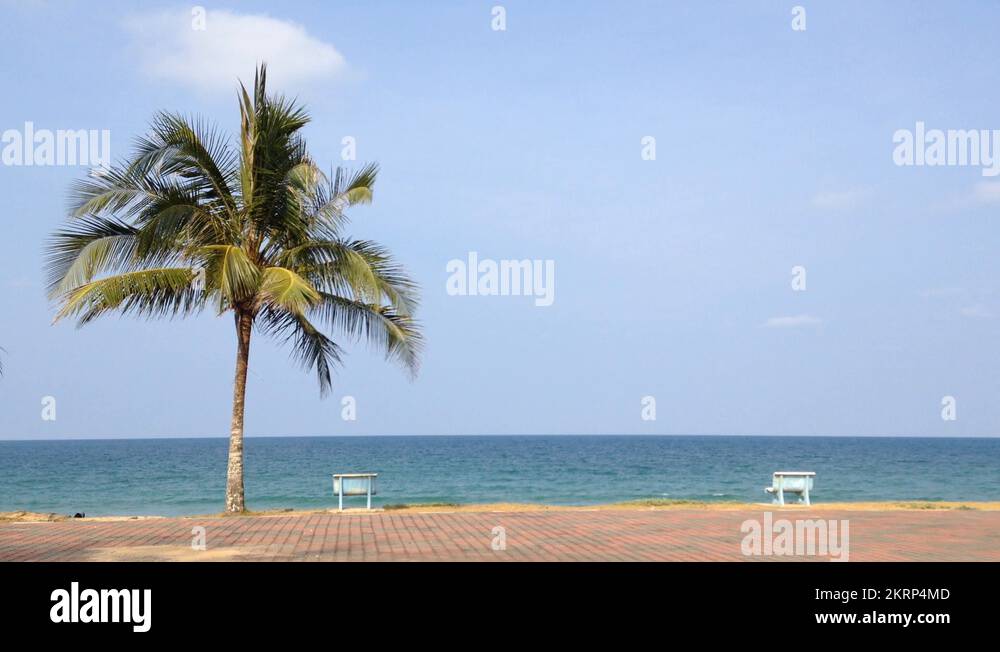 Coconut Tree and bench at the beach with Copy Space Area, loop Stock ...