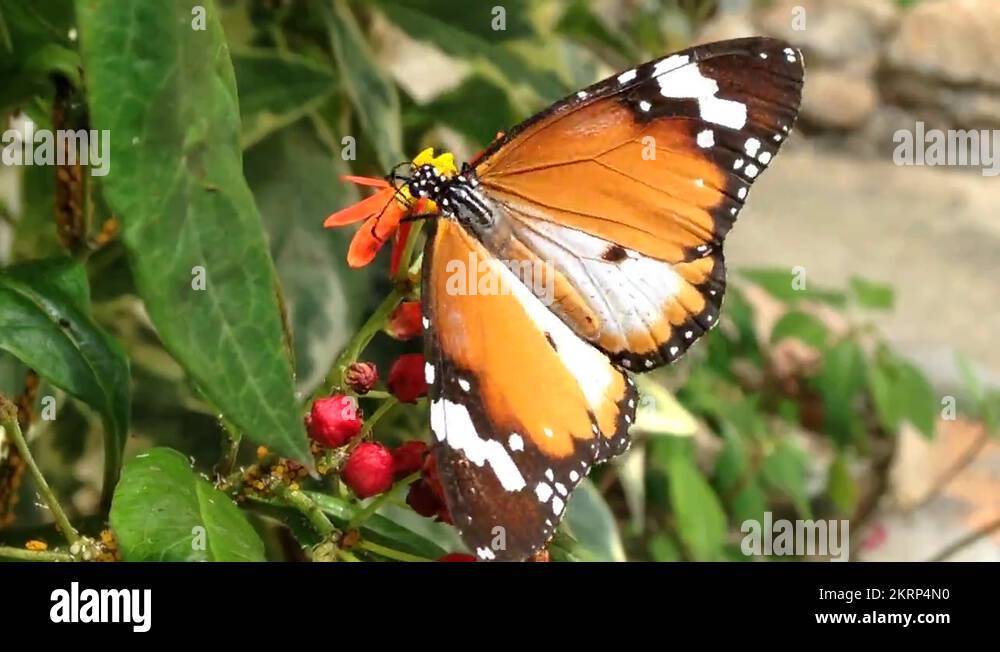 Chrysippus Stock Videos & Footage - HD and 4K Video Clips - Alamy