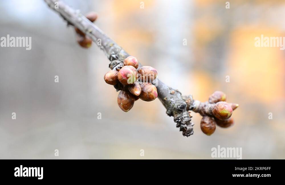 Prunus cerasus tree flowers Stock Videos & Footage - HD and 4K Video ...