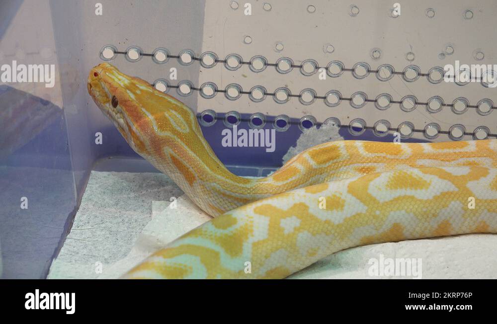 Snakes coils Stock Videos & Footage - HD and 4K Video Clips - Alamy