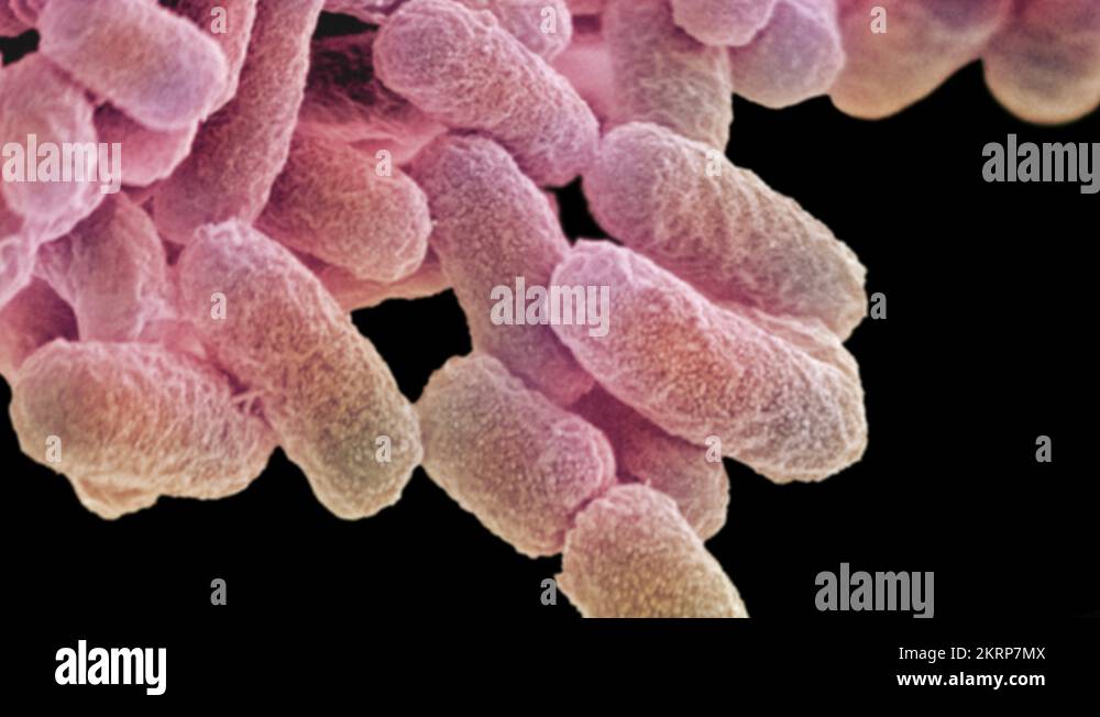 Bacillus enteric intestinal Stock Videos & Footage - HD and 4K Video ...