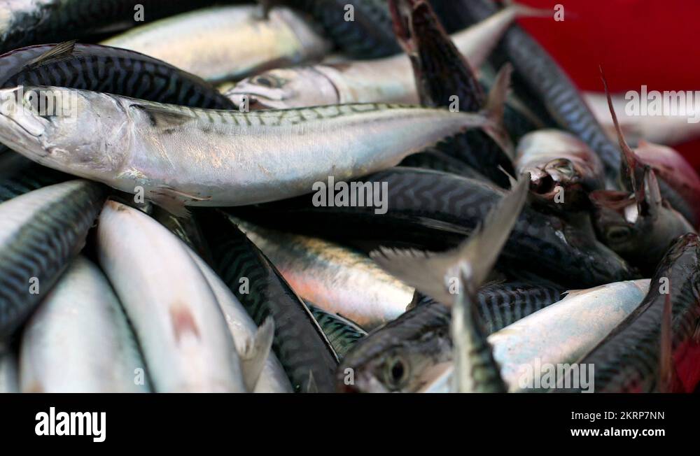 Fresh Hand Line Caught Mackerel landed into fish box Stock Video ...