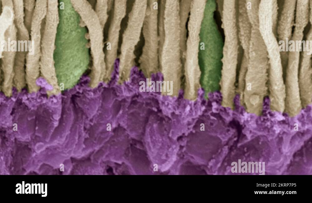 Anatomy of retina Stock Videos & Footage - HD and 4K Video Clips - Alamy