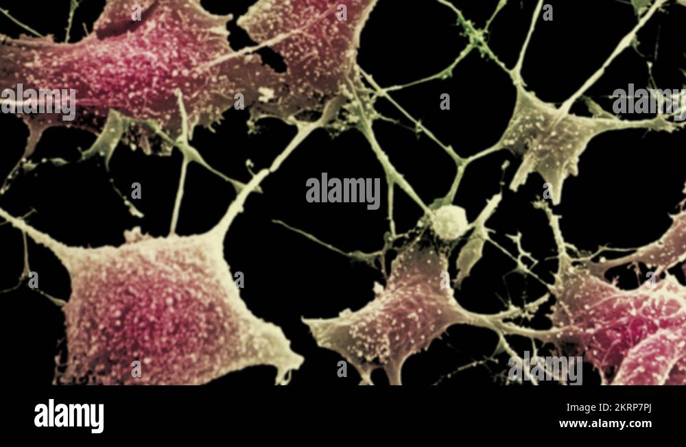 Nerve cells micrograph Stock Videos & Footage - HD and 4K Video Clips ...