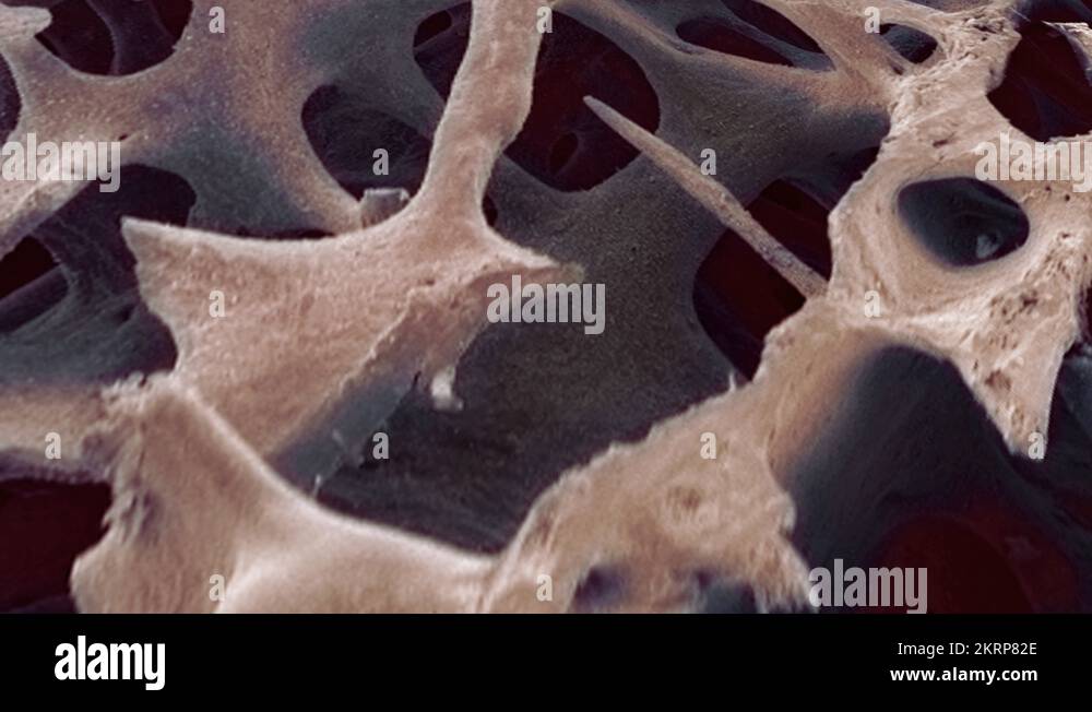 Bone cells micrograph Stock Videos & Footage - HD and 4K Video Clips ...