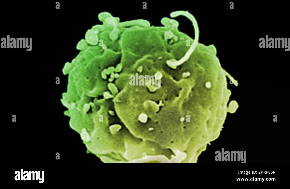 Stem cells with needle Stock Videos & Footage - HD and 4K Video Clips ...