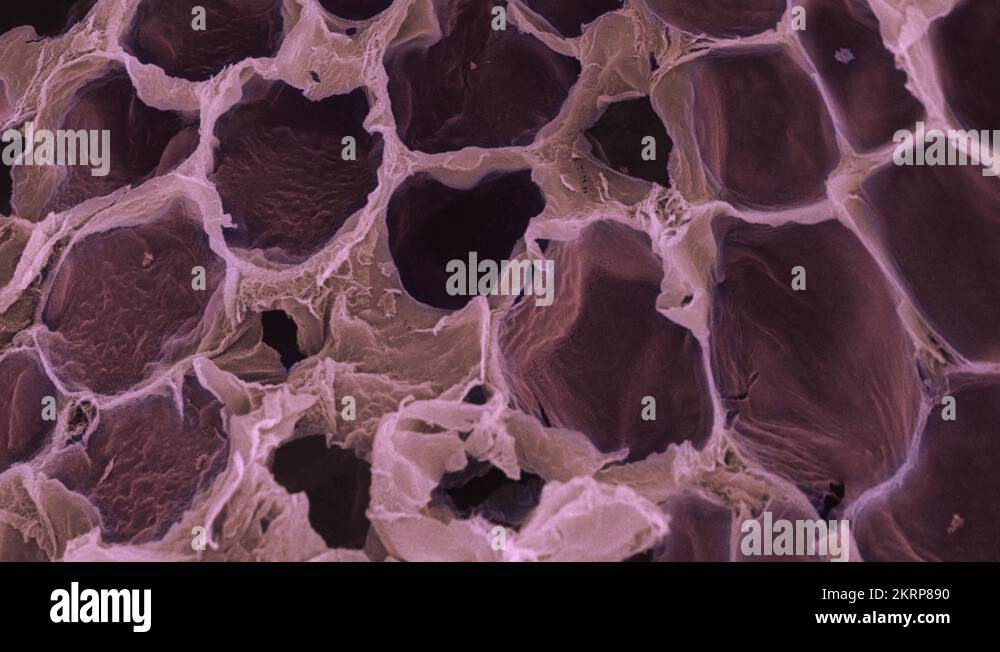 Histology cells Stock Videos & Footage - HD and 4K Video Clips - Alamy