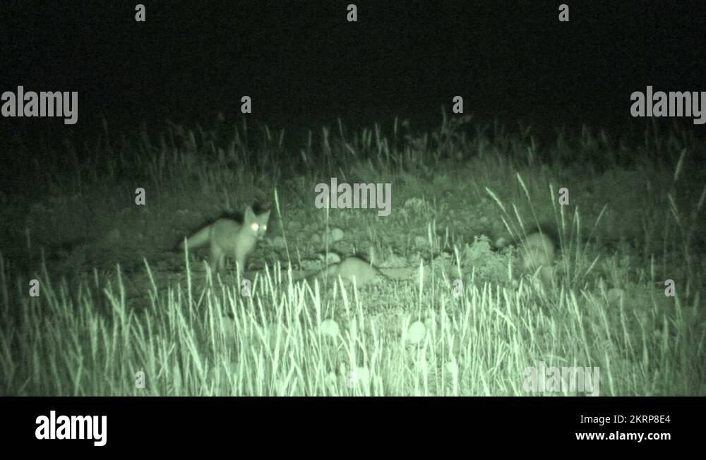 Infrared animal Stock Videos & Footage - HD and 4K Video Clips - Alamy