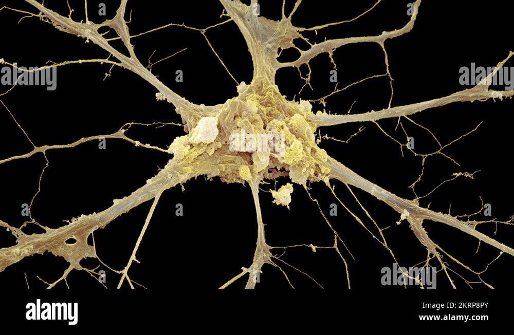 Histology central nervous system Stock Videos & Footage - HD and 4K ...