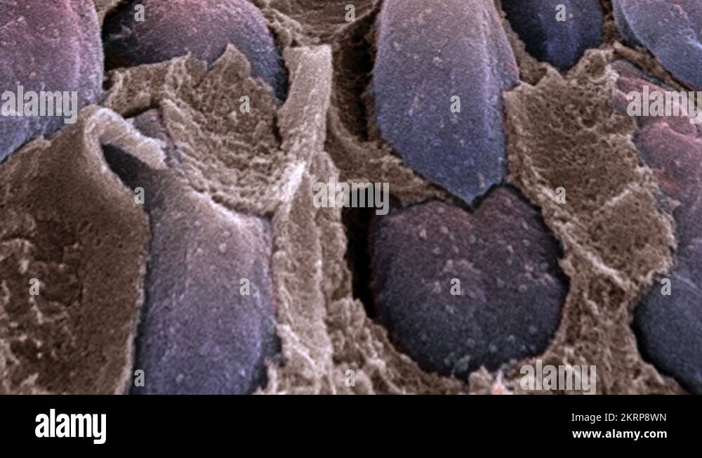 Eye anatomy rod cells and cone cells Stock Videos & Footage - HD and 4K ...