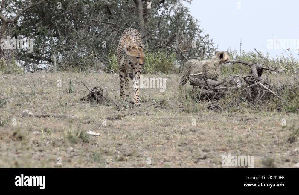 Cheetah cub head Stock Videos & Footage - HD and 4K Video Clips - Alamy