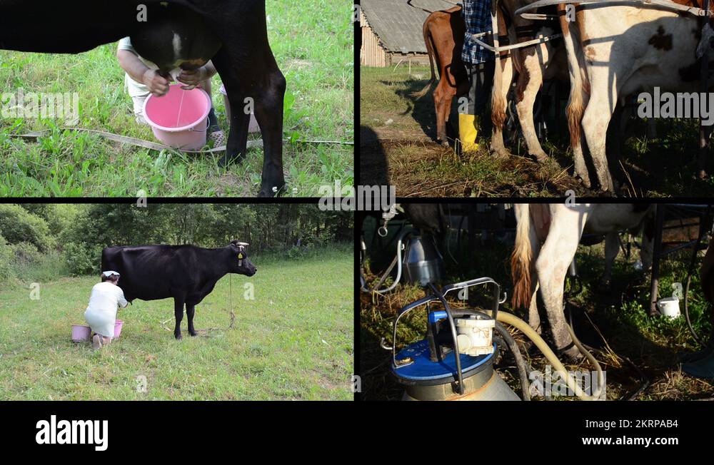Cow collage Stock Videos & Footage - HD and 4K Video Clips - Alamy