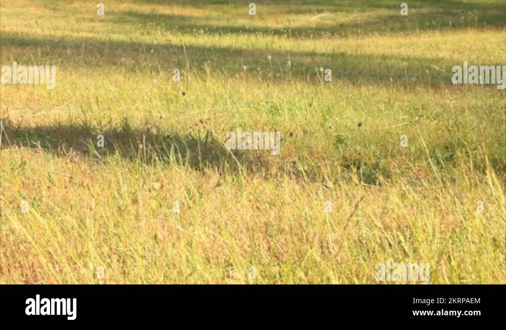 Young girls feet hiking through a grass field Stock Video Footage - Alamy
