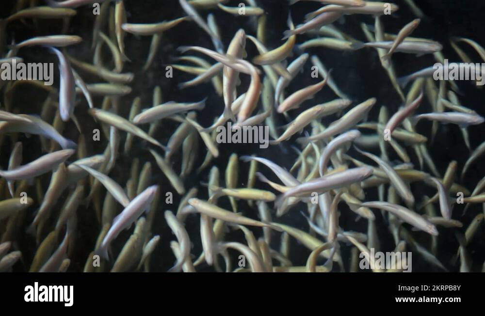 White albino fish Stock Videos & Footage - HD and 4K Video Clips - Alamy
