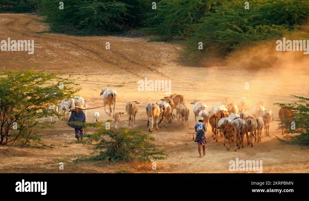 Burmese cattle Stock Videos & Footage - HD and 4K Video Clips - Alamy