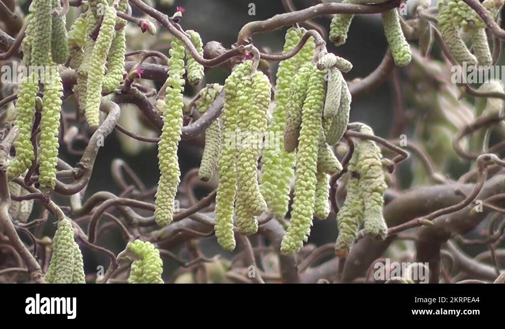 Winter hazel Stock Videos & Footage - HD and 4K Video Clips - Alamy