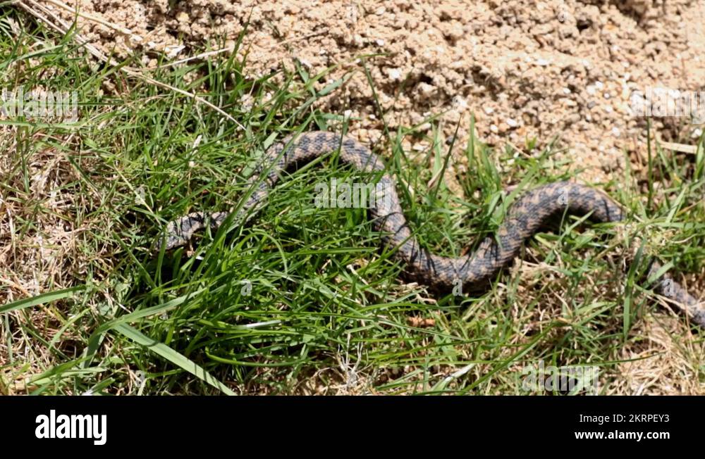 Basking adder uk Stock Videos & Footage - HD and 4K Video Clips - Alamy