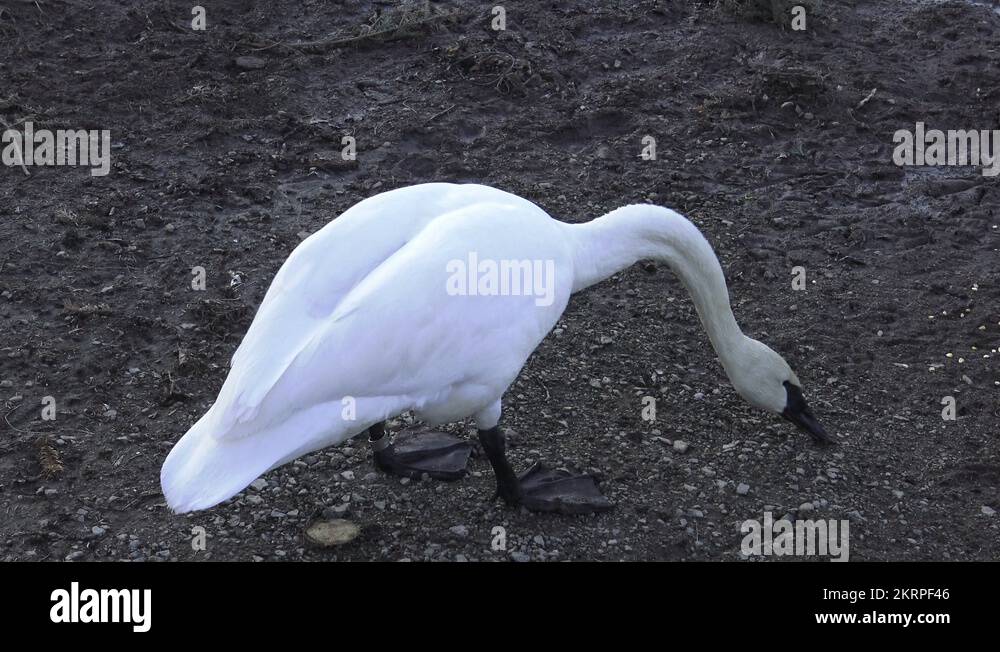 Cygnus species Stock Videos & Footage - HD and 4K Video Clips - Alamy