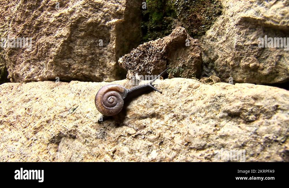Rainforest snail Stock Videos & Footage - HD and 4K Video Clips - Alamy