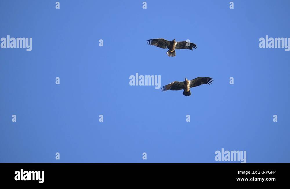 Bald eagles mating Stock Videos & Footage - HD and 4K Video Clips - Alamy