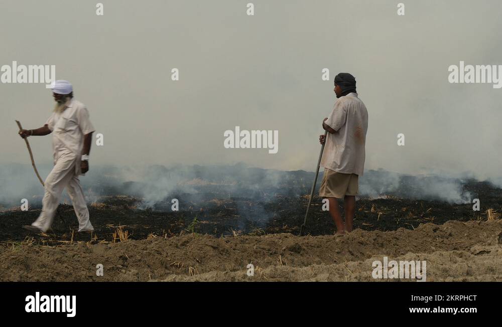 Indian farmers set a field on fire, agriculture, rural, industrial ...