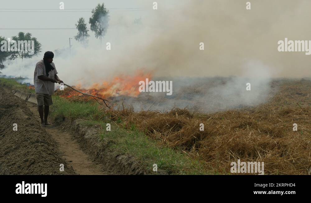 Fire stick farming Stock Videos & Footage - HD and 4K Video Clips - Alamy