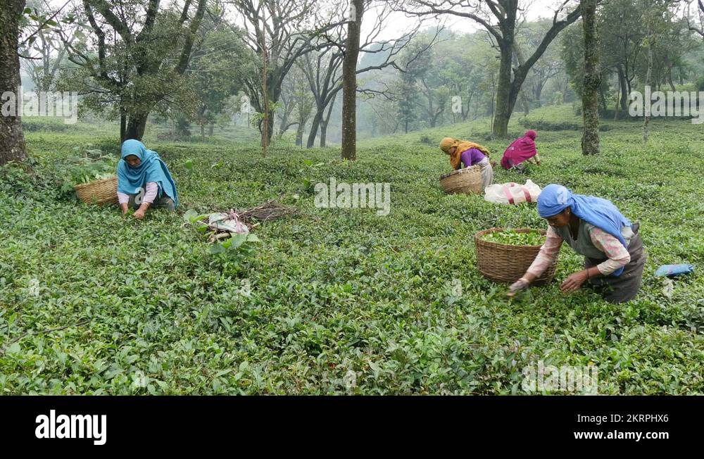 Tea labor wages Stock Videos & Footage - HD and 4K Video Clips - Alamy