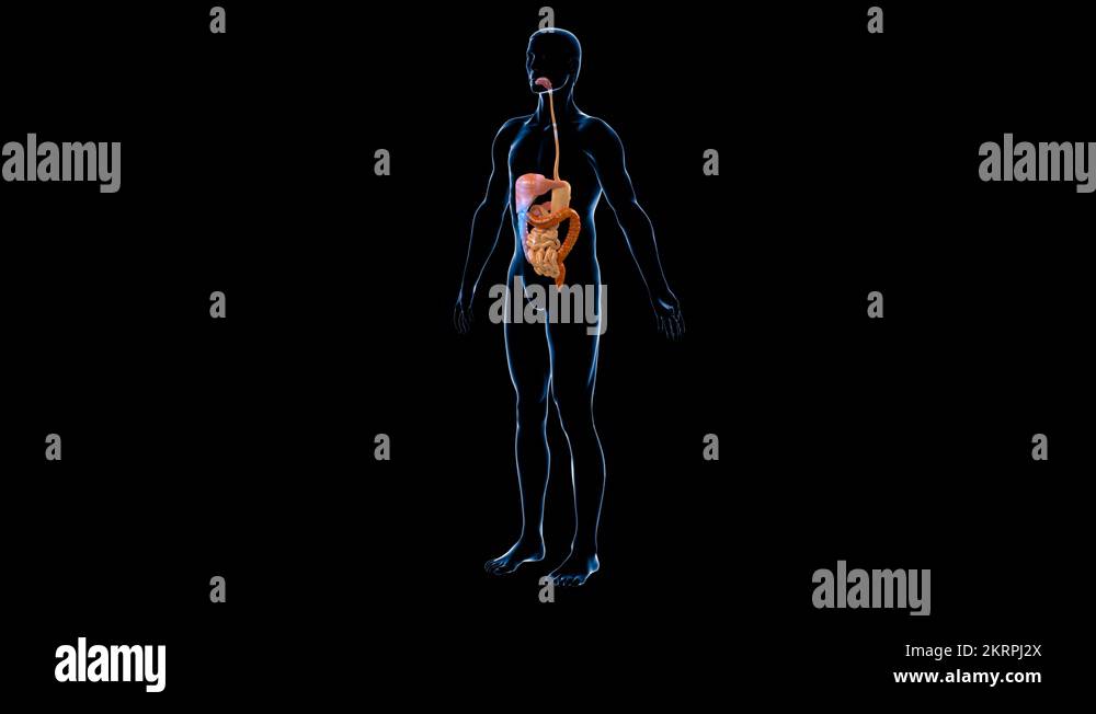 Maledigestivesystem Stock Videos & Footage - HD and 4K Video Clips - Alamy