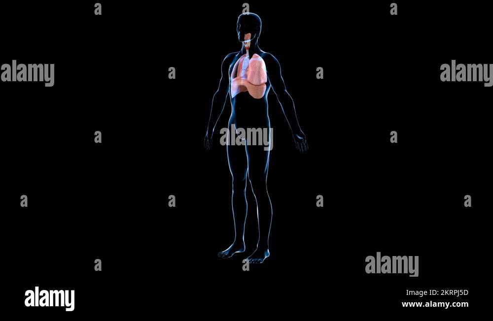 Male respiratory system Stock Videos & Footage - HD and 4K Video Clips ...