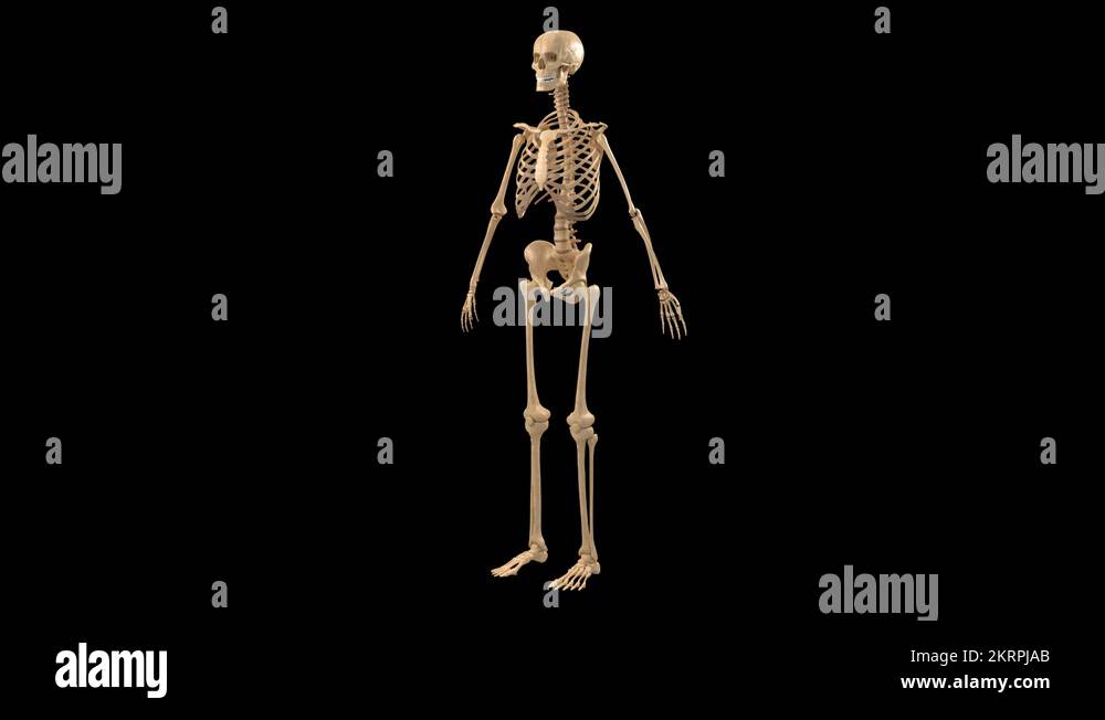 Skeletal system Stock Videos & Footage - HD and 4K Video Clips - Alamy