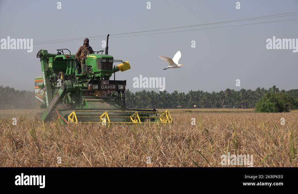 Combine harvester in India, harvesting rice, agricultural fields Stock ...