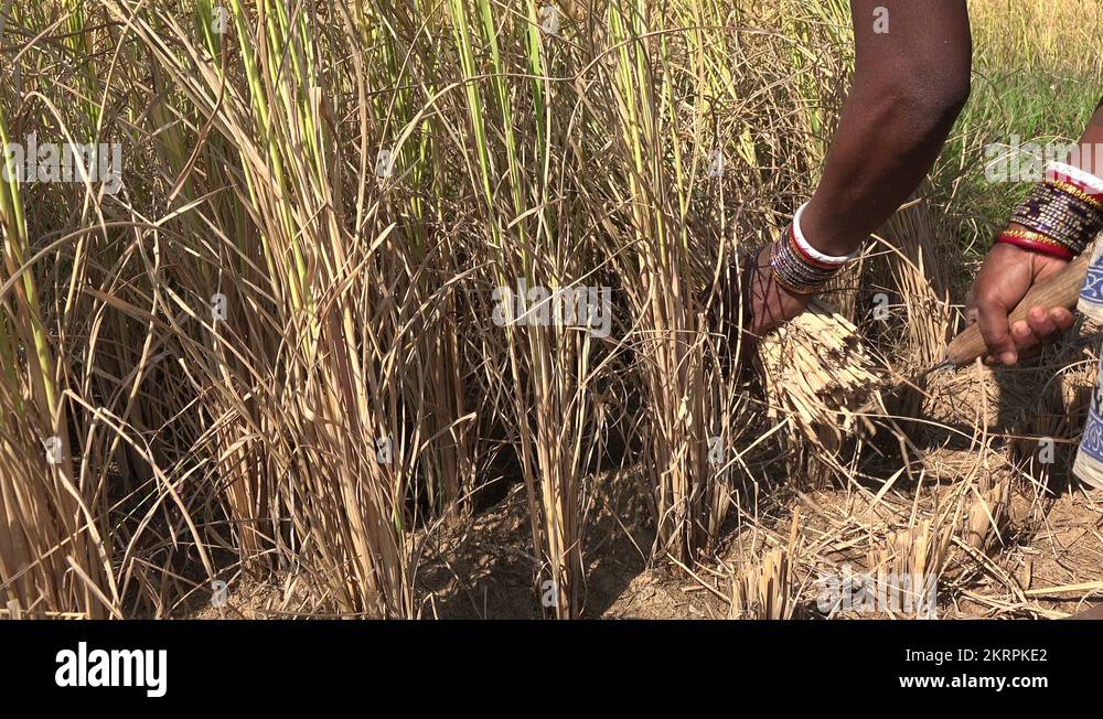 Traditional sickle Stock Videos & Footage - HD and 4K Video Clips - Alamy