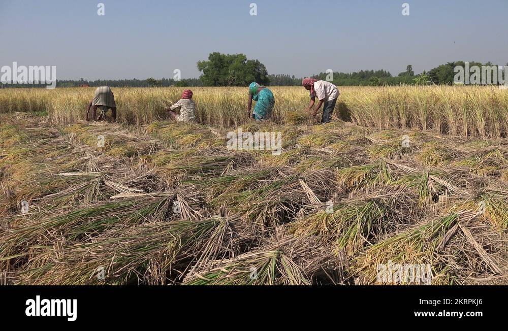 Poor india farmers Stock Videos & Footage - HD and 4K Video Clips - Alamy