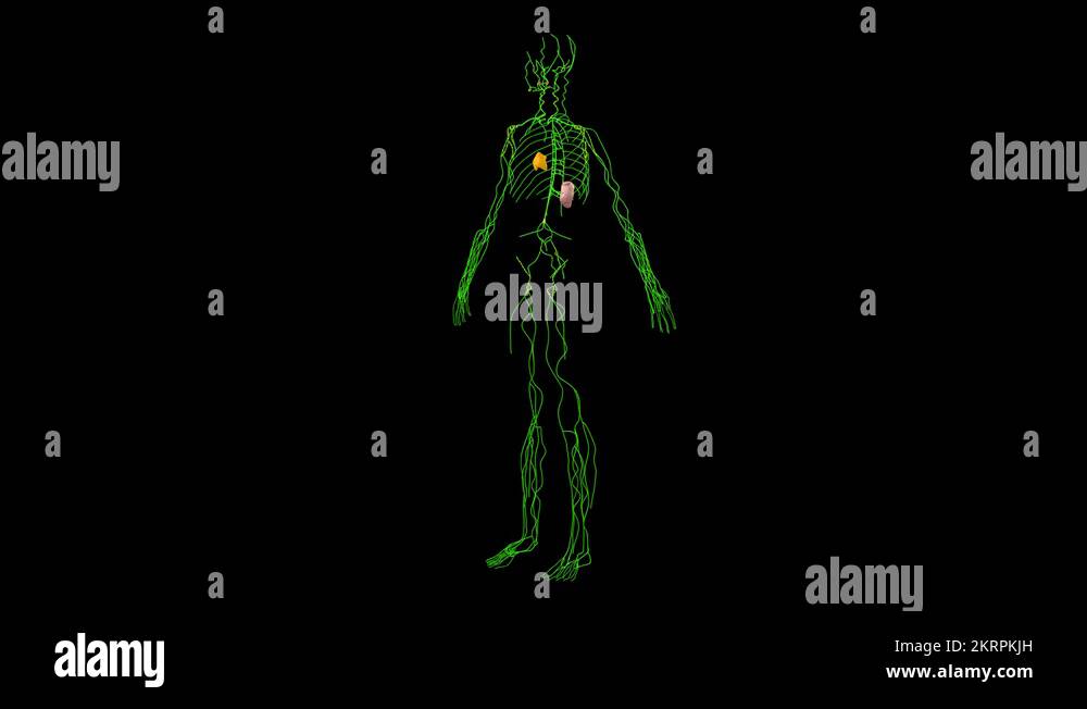The lymphatic system Stock Videos & Footage - HD and 4K Video Clips - Alamy