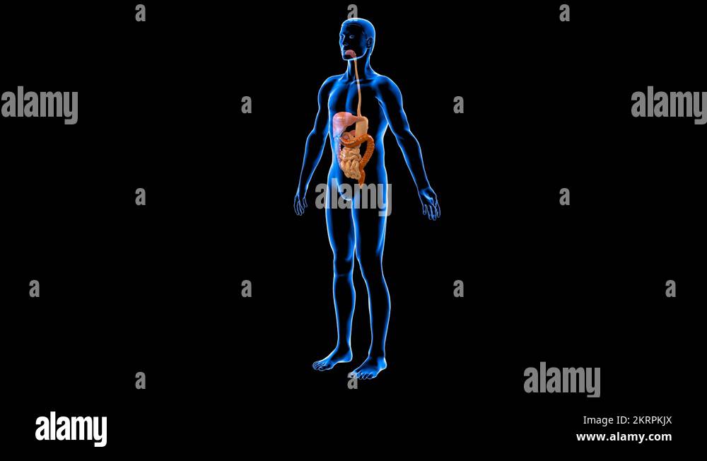 Digestive system Stock Videos & Footage - HD and 4K Video Clips - Alamy
